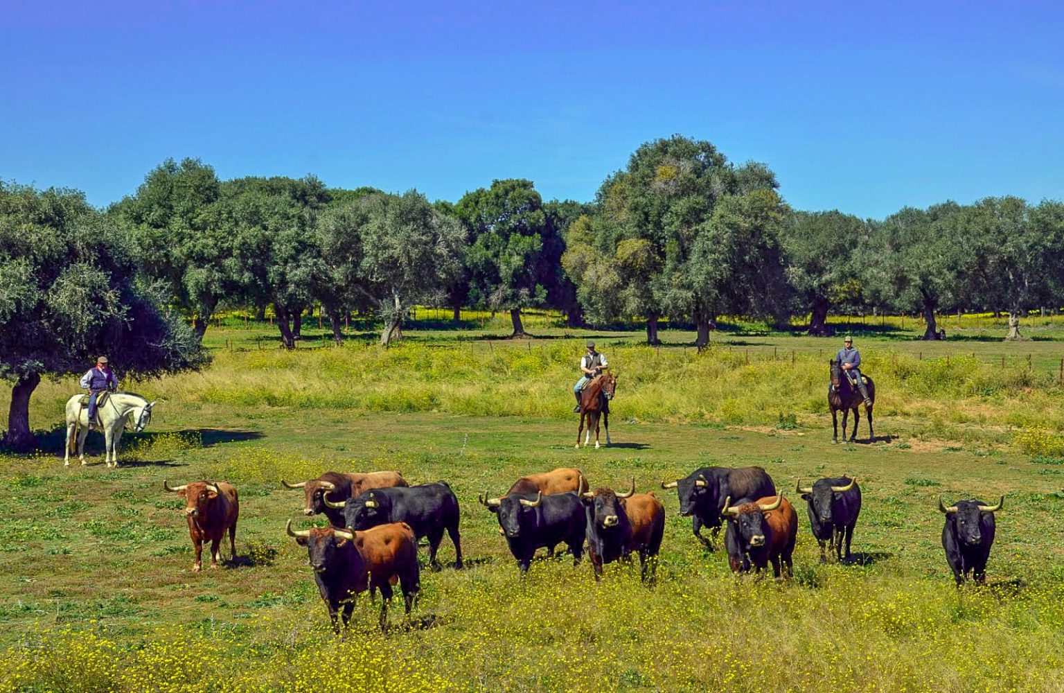 Visiter et dormir dans une ganaderia en Andalousie